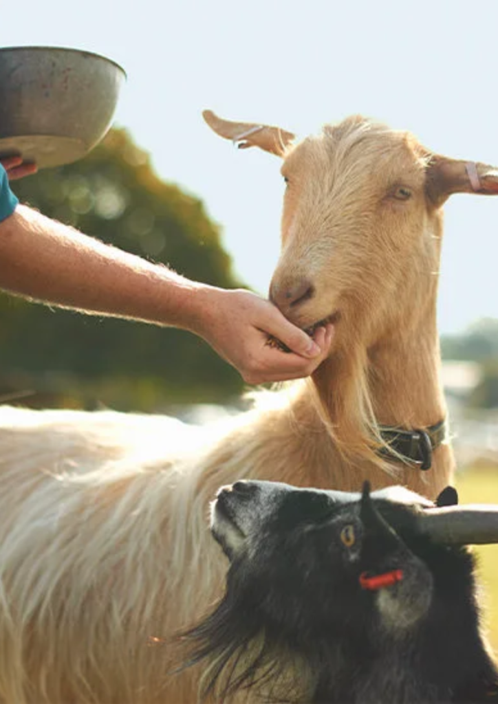 Albumins, IgG, Animal Serum & Plasma | Equitech-bio Inc.