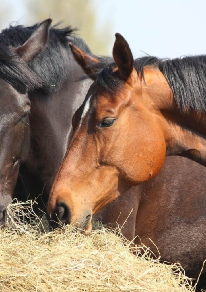 Albumins, IgG, Animal Serum & Plasma | Equitech-bio Inc.